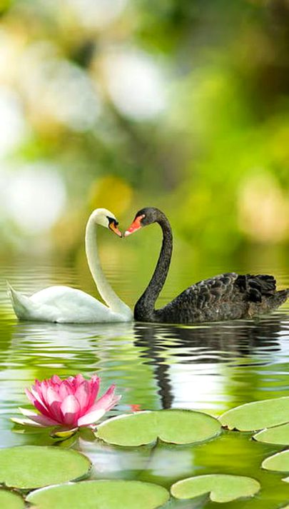 Beautiful Nature image